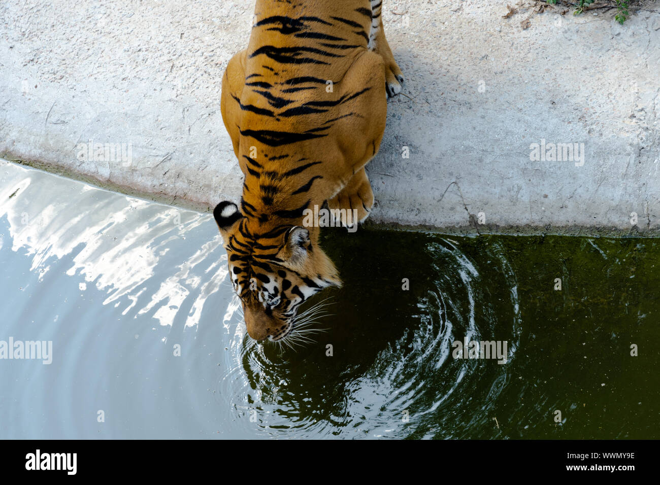 Tiger by water hi-res stock photography and images - Alamy