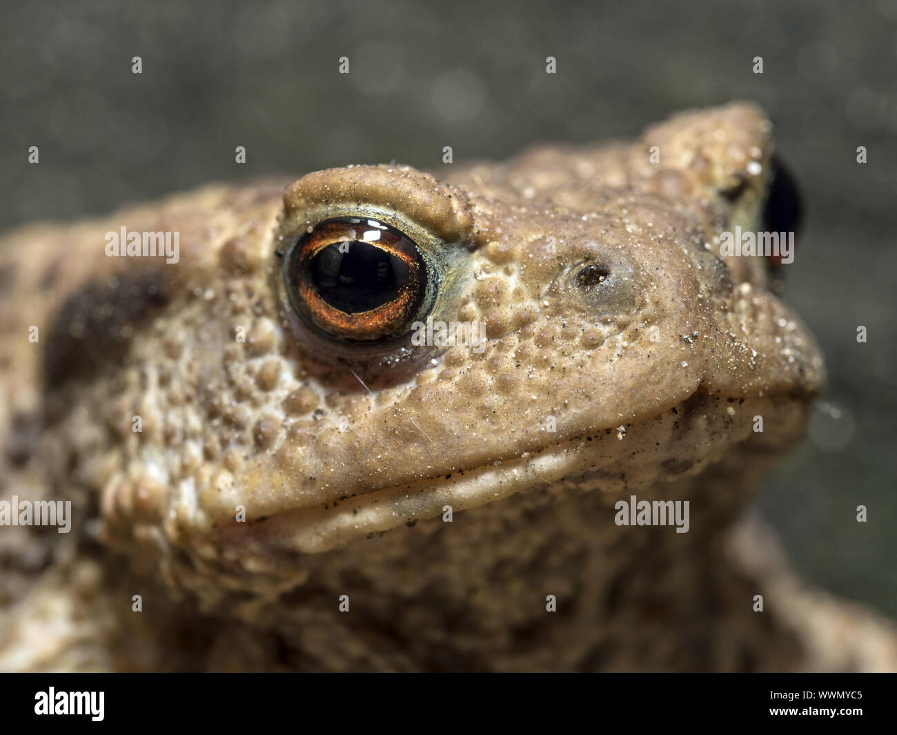 Common toads european bufo hi-res stock photography and images - Alamy