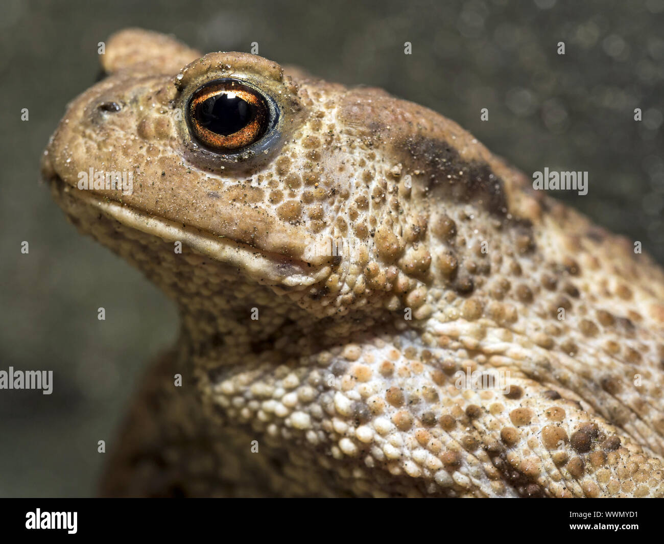 Common wildlife hi-res stock photography and images - Alamy