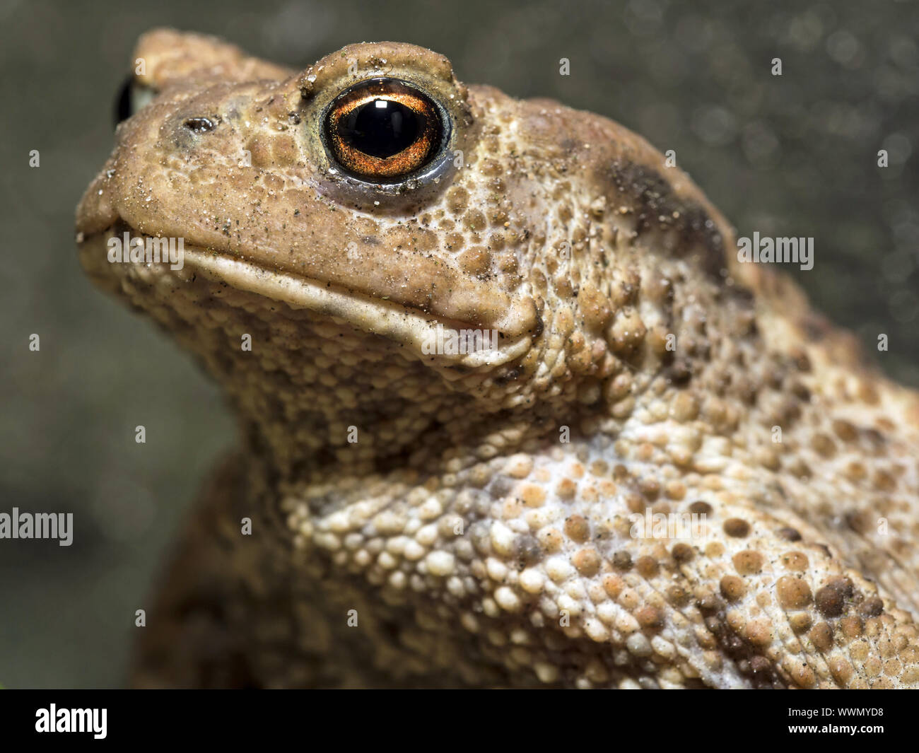 Toad animal hi-res stock photography and images - Alamy
