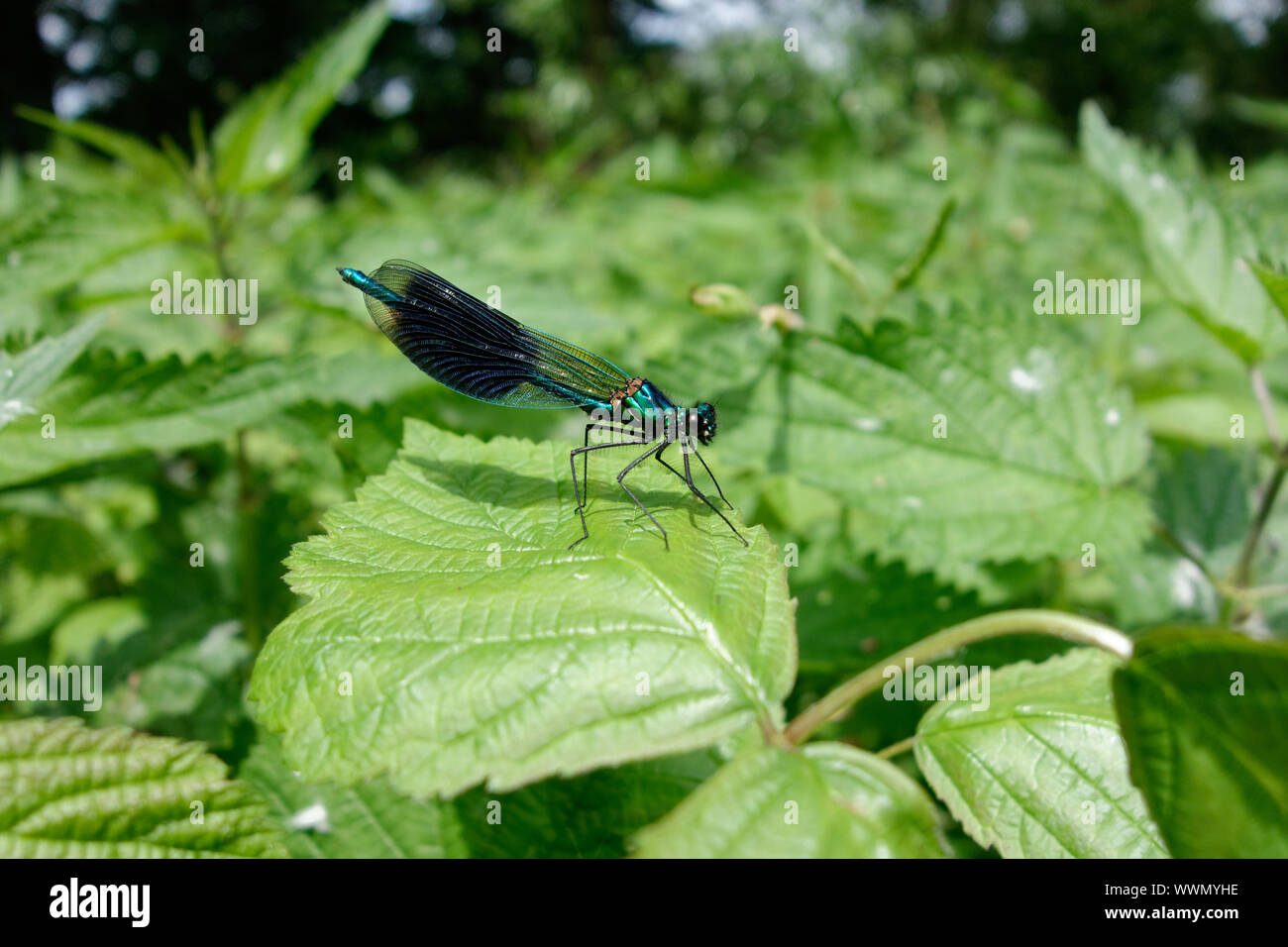 Banded dragonfly, Calopteryx splendens Stock Photo - Alamy