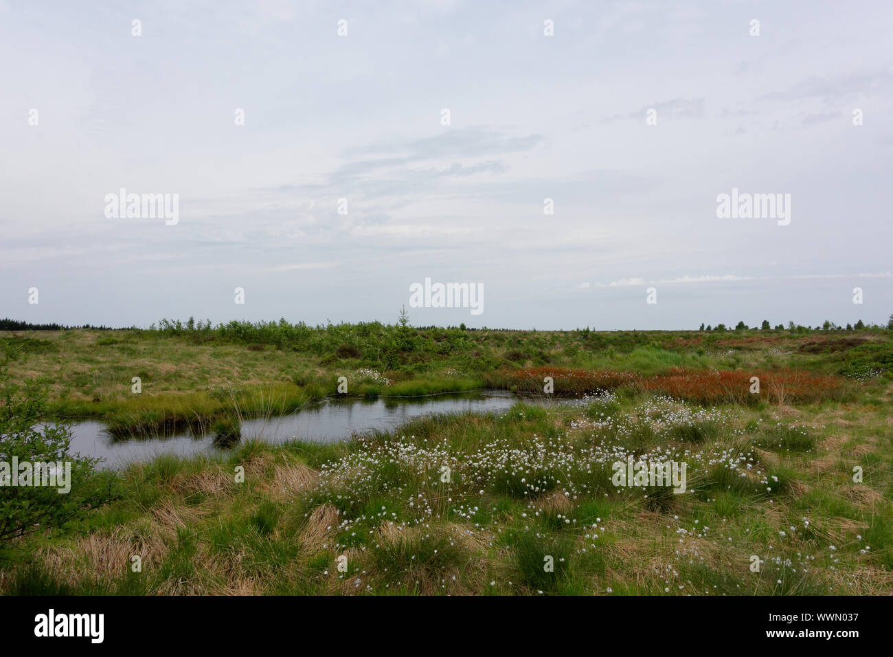 In the Hohes Venn,Hautes Fagnes reserve, Belgium Stock Photo - Alamy
