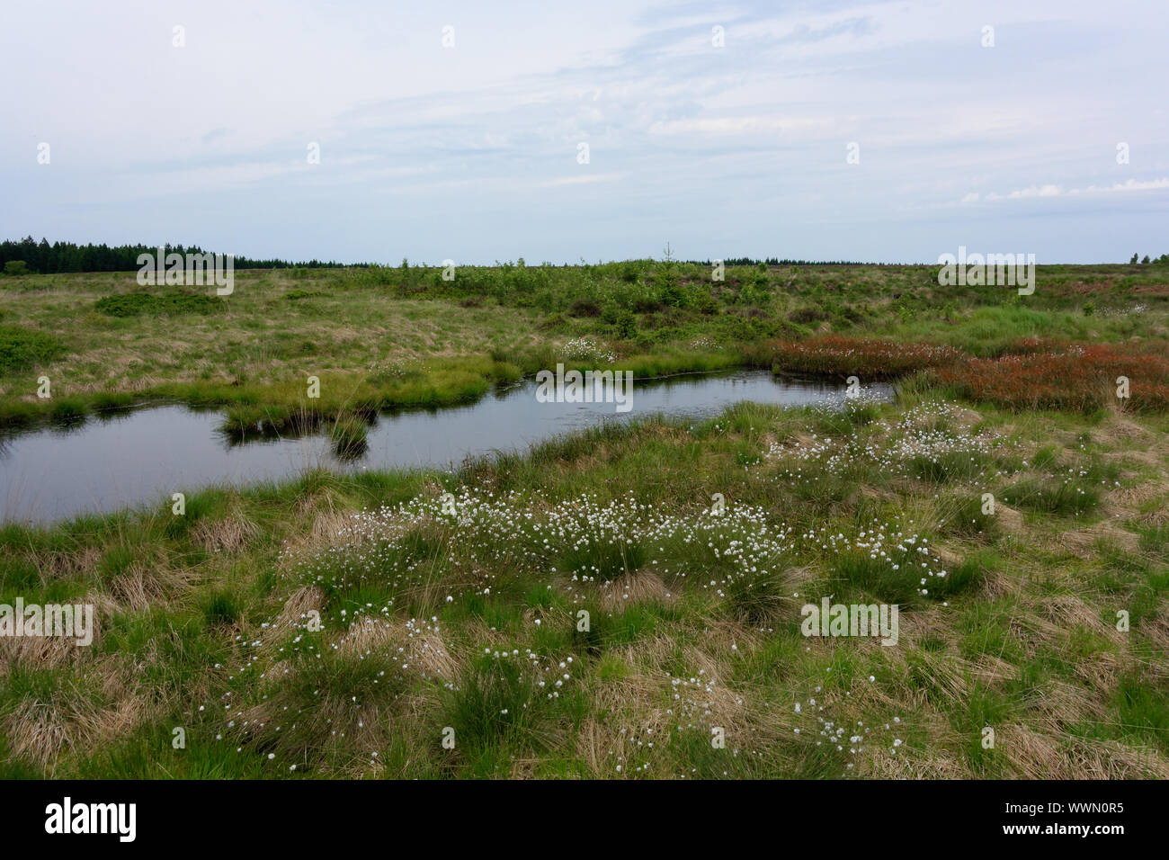 In the Hohes Venn,Hautes Fagnes reserve, Belgium Stock Photo - Alamy