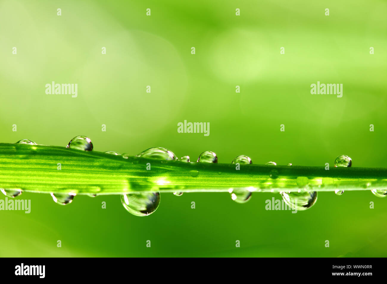 big water drop on grass blade Stock Photo - Alamy