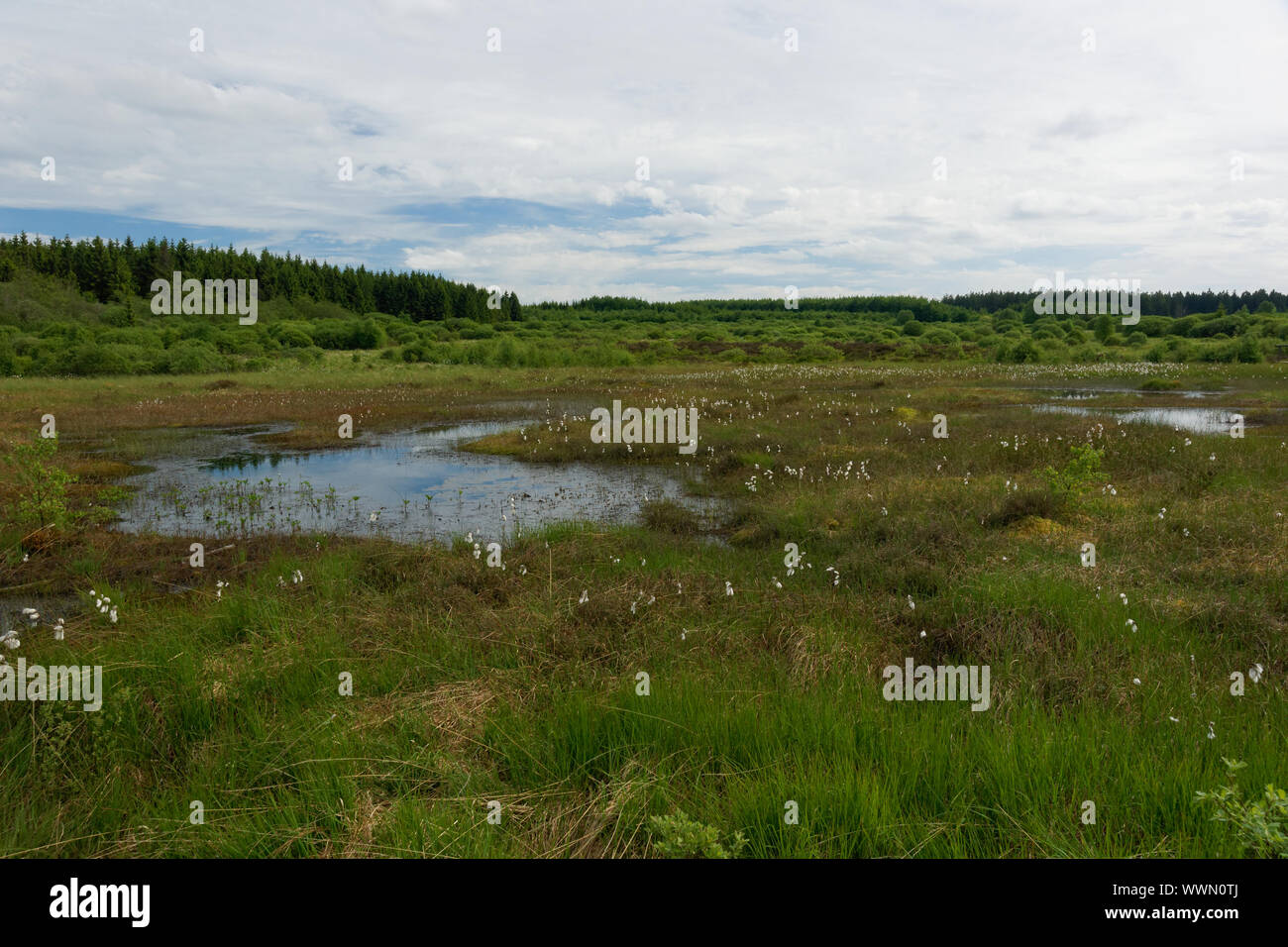In the Hohes Venn,Hautes Fagnes reserve, Belgium Stock Photo - Alamy