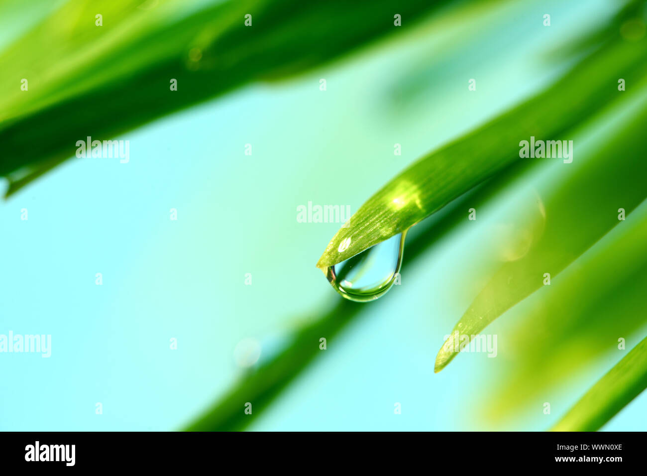 big water drop on grass blade Stock Photo - Alamy