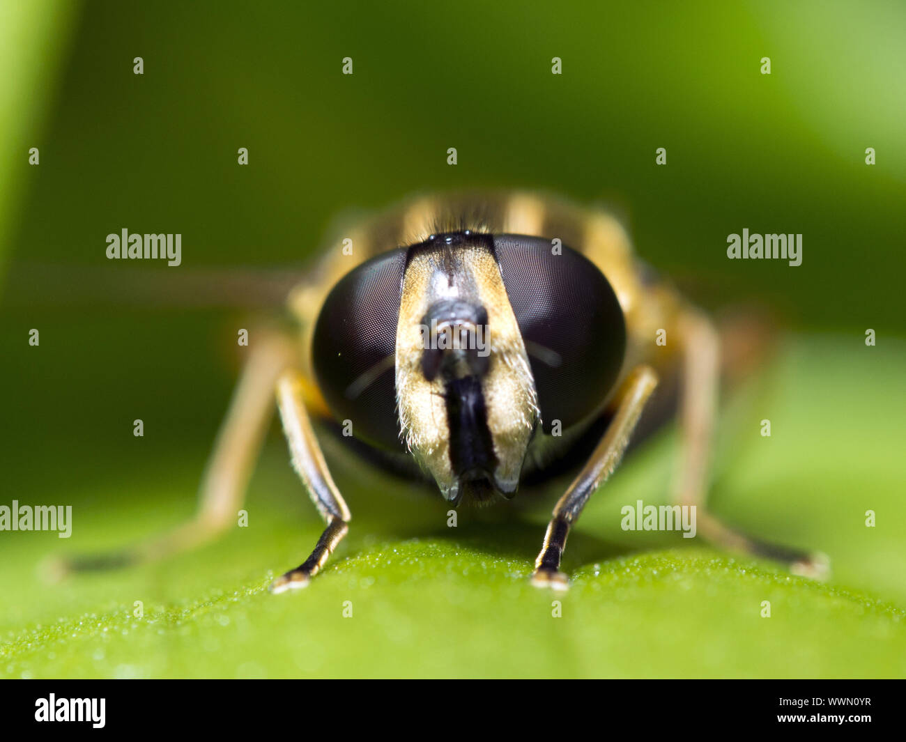 Hoverfly insect hi-res stock photography and images - Alamy