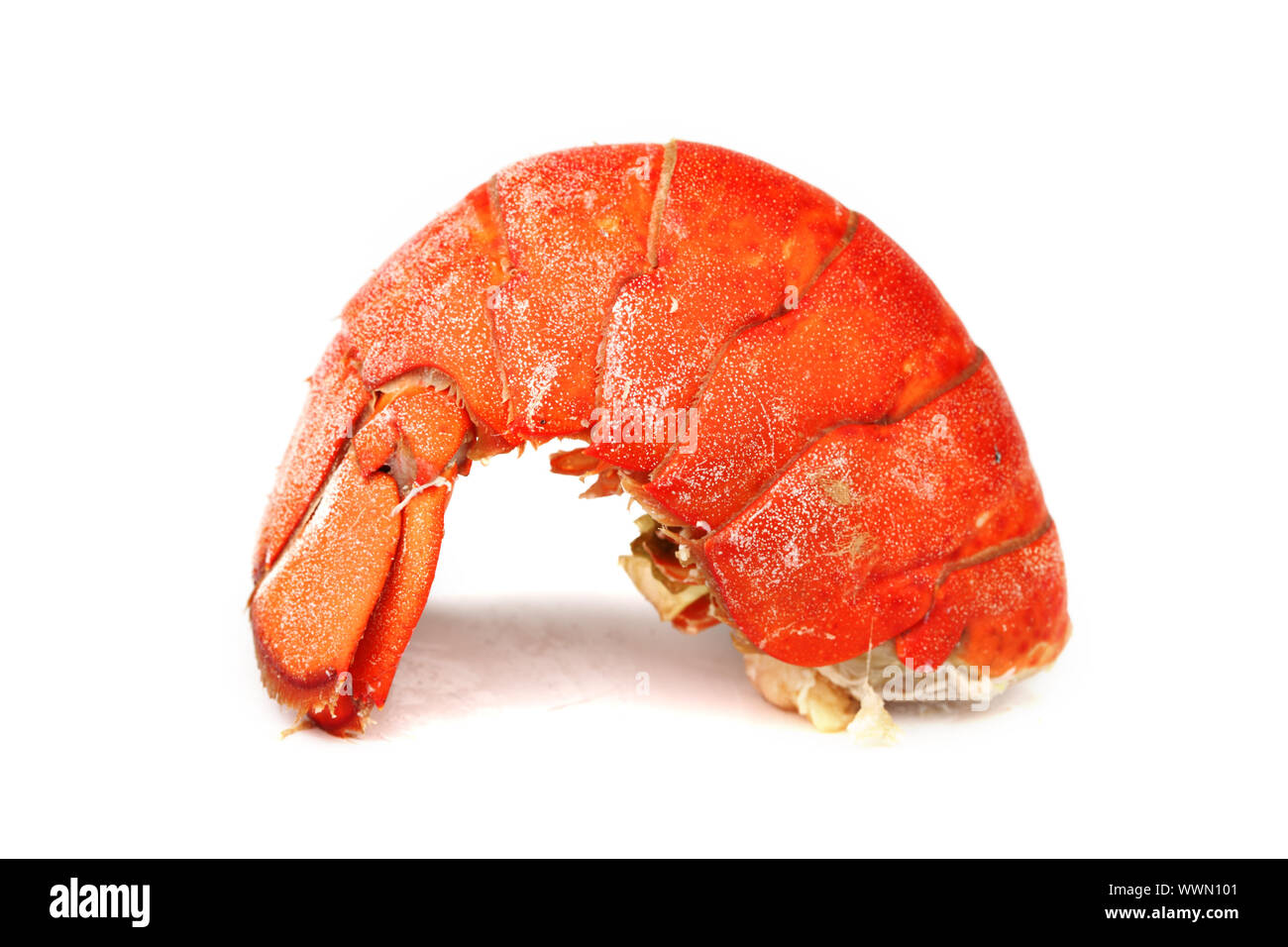 Lobster tail shell carapace hi-res stock photography and images - Alamy