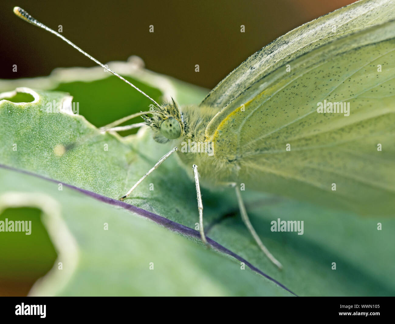 Large White (Pieris brassicae Stock Photo - Alamy