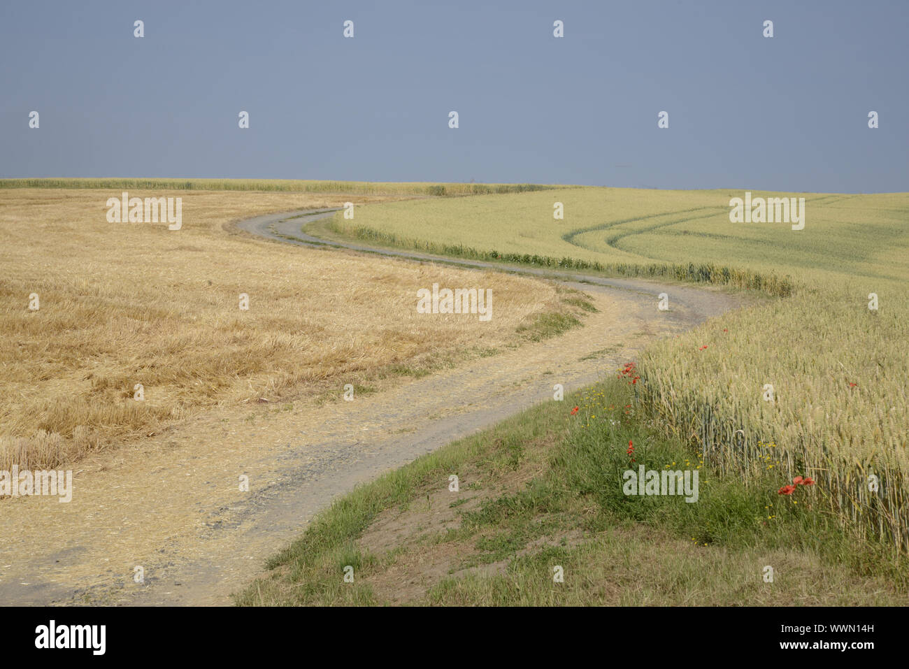 Path in the grain field Stock Photo - Alamy