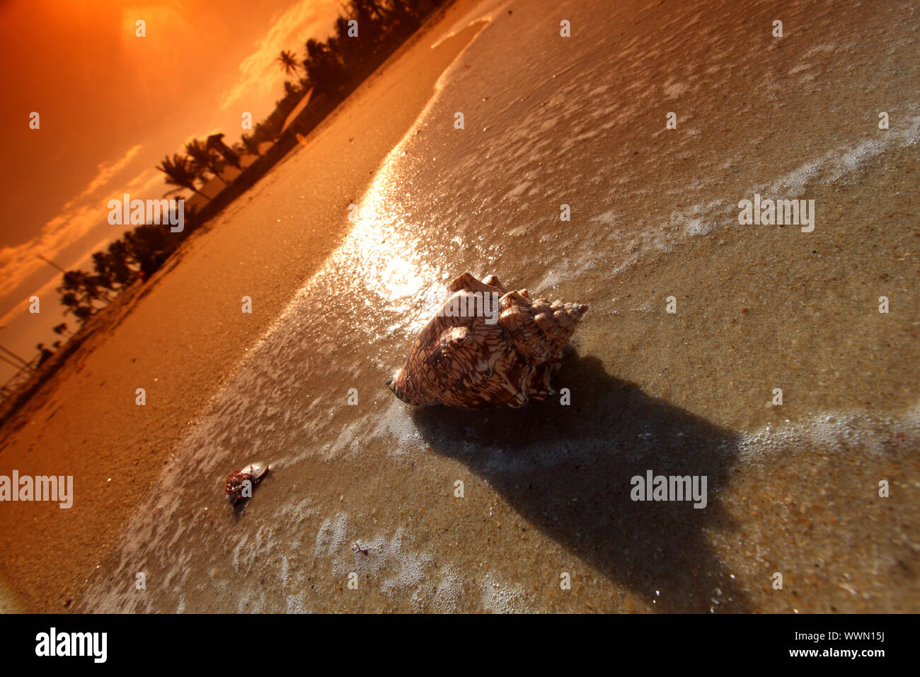 shell on sand under sunset sky Stock Photo - Alamy