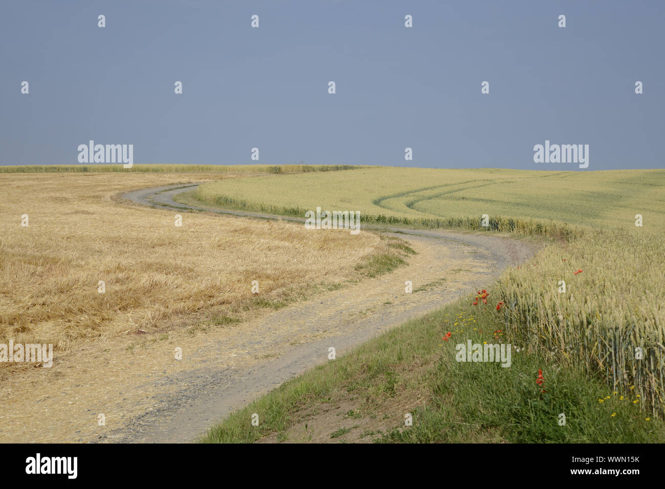 Path in the grain field Stock Photo - Alamy