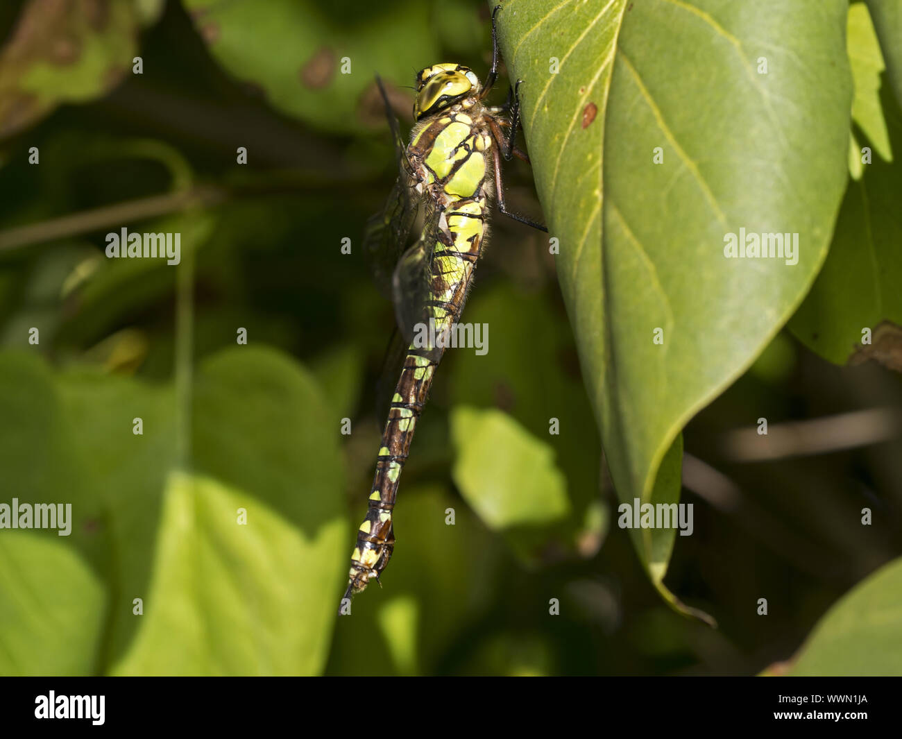 Southern hawker (Aeshna cyanea Stock Photo - Alamy