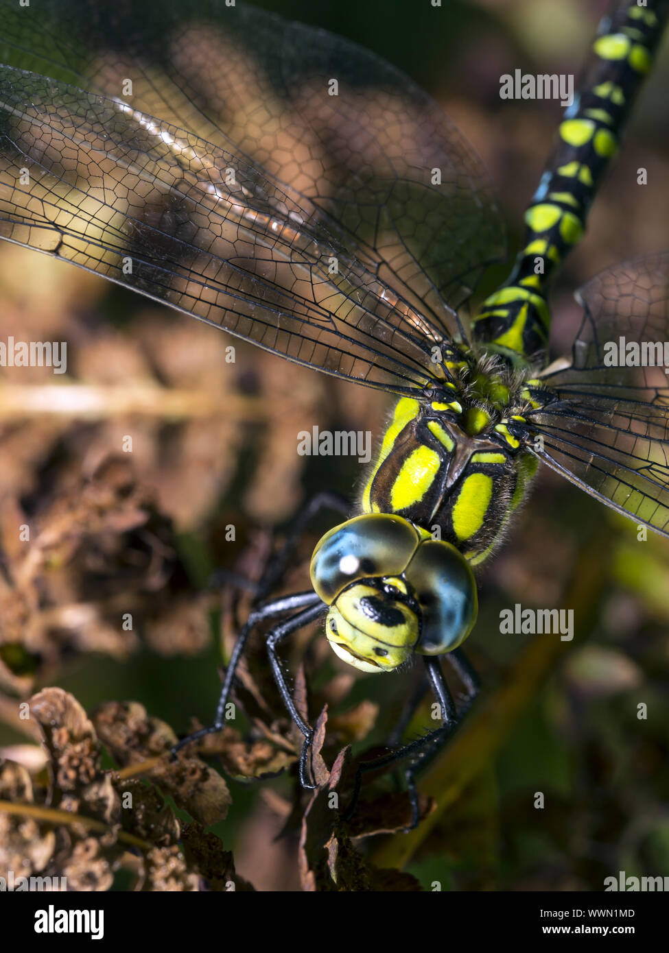 Southern hawker (Aeshna cyanea Stock Photo - Alamy