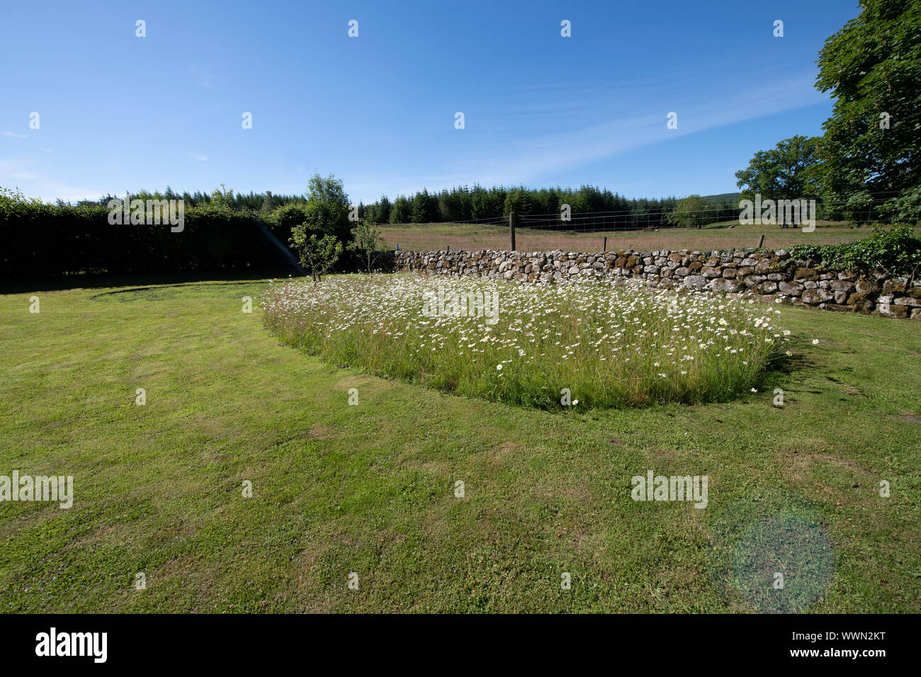 Wild flower meadow in garden, Dumfries, SW Scotland Stock Photo - Alamy