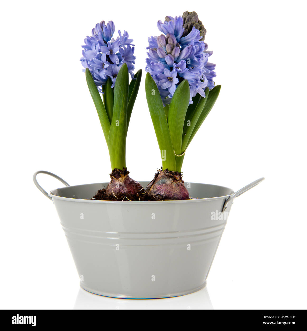 Blue Hyacinths in gray bucket isolated over white background Stock ...