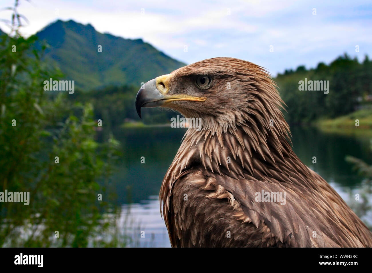 Golden eagle side view hi-res stock photography and images - Alamy