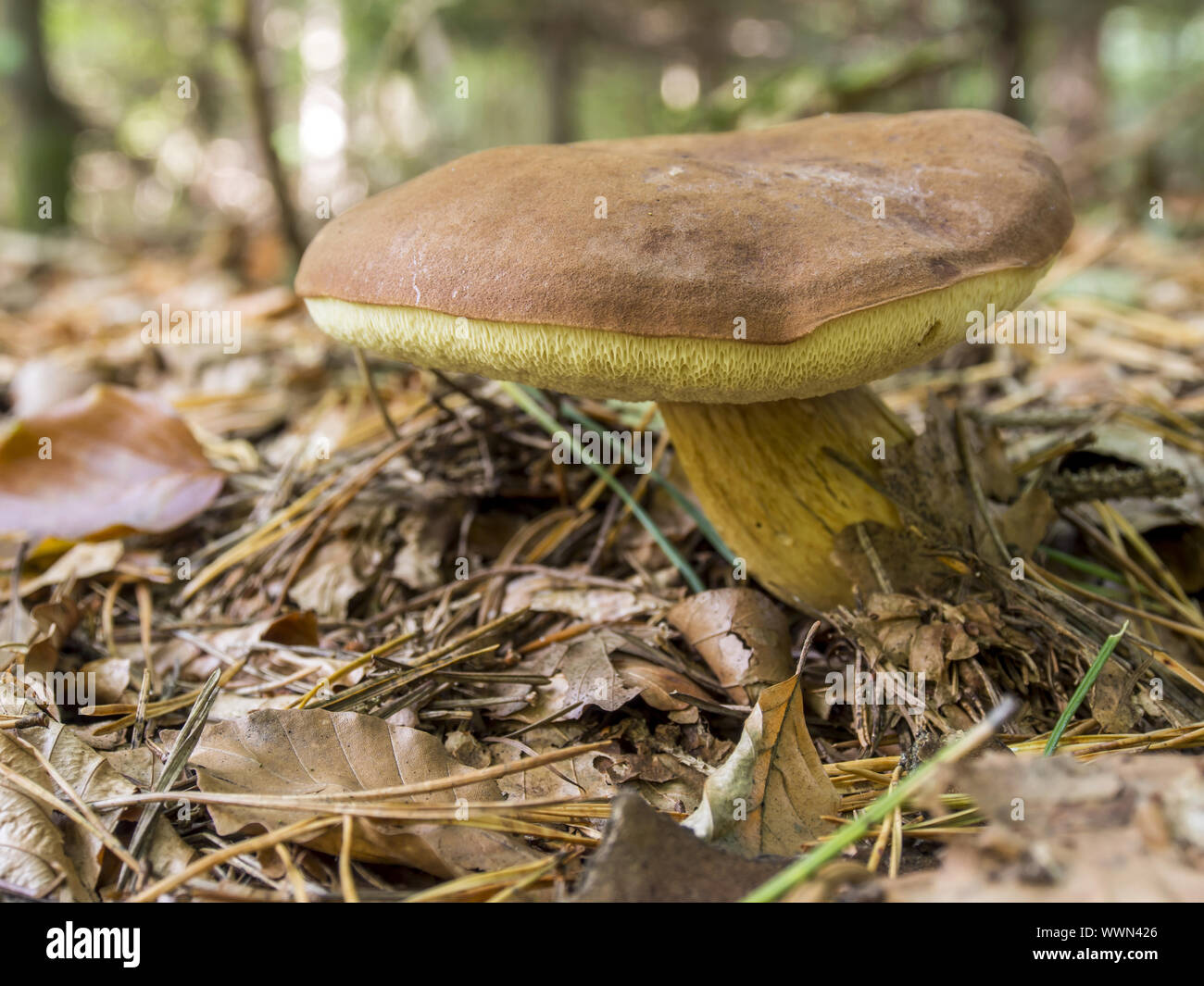 Maronenroehrling High Resolution Stock Photography and Images - Alamy