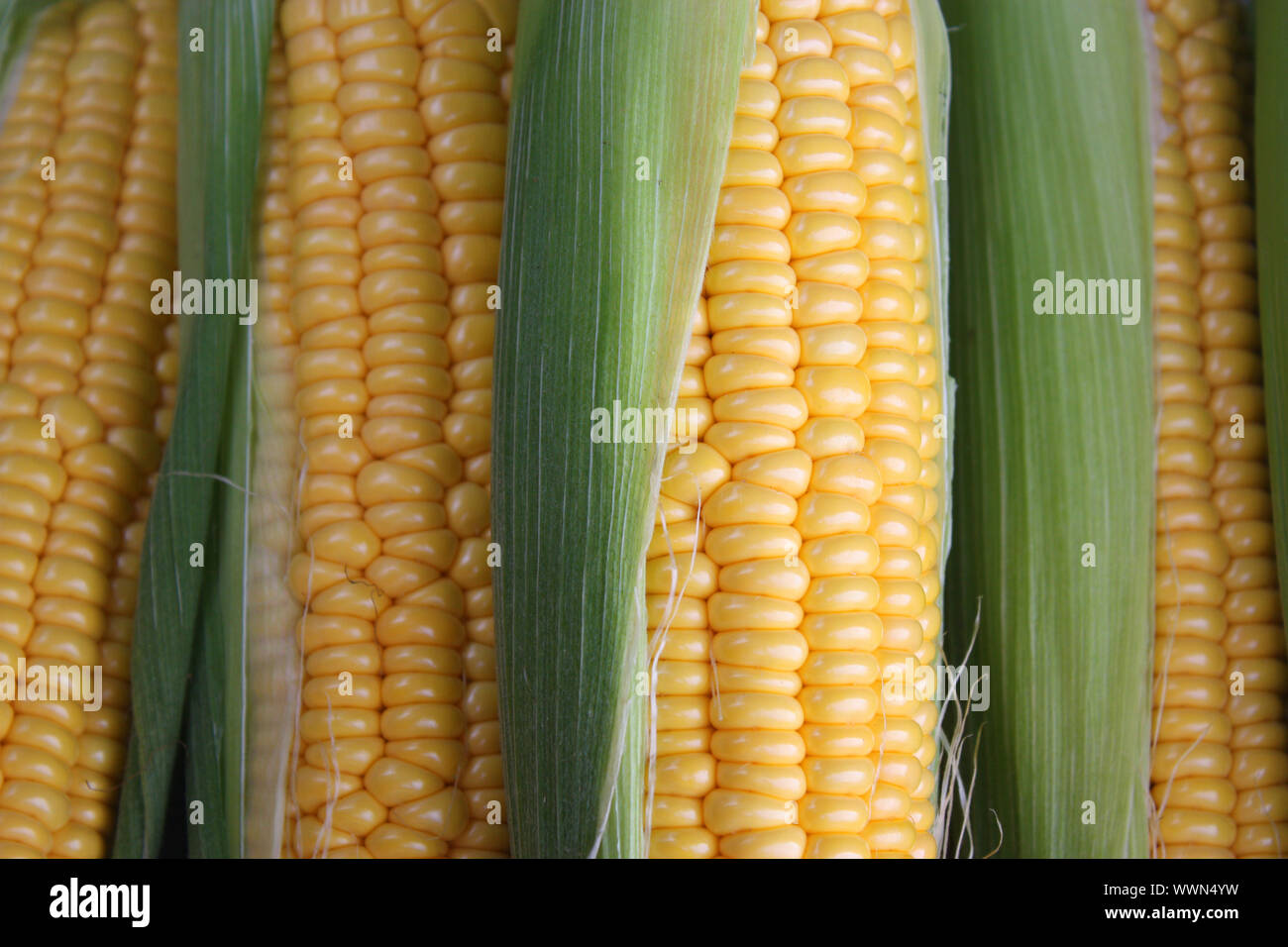 Fresh corn on the cob Stock Photo - Alamy