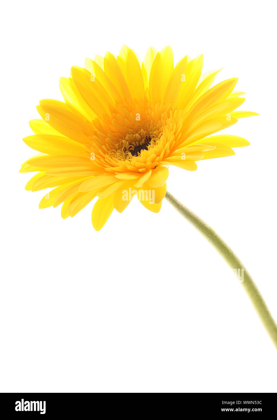 Yellow gerber daisy in isolated white Stock Photo - Alamy