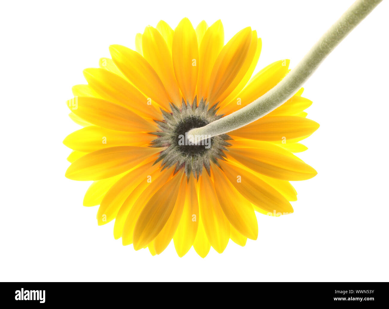 Yellow gerber daisy in isolated white Stock Photo - Alamy