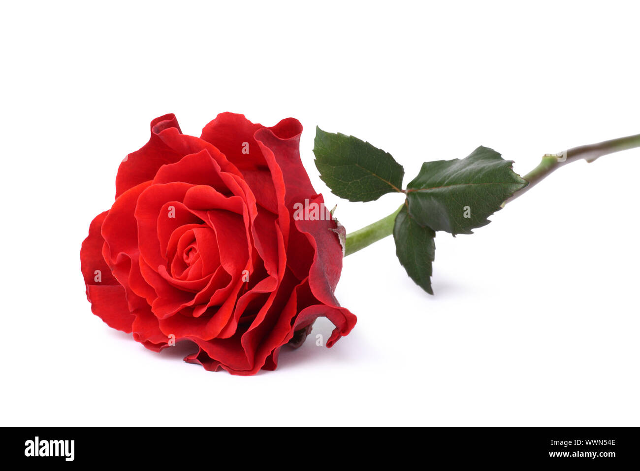 Red rose on a white background Stock Photo - Alamy