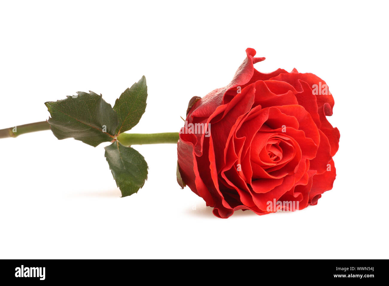 Red rose on a white background Stock Photo - Alamy