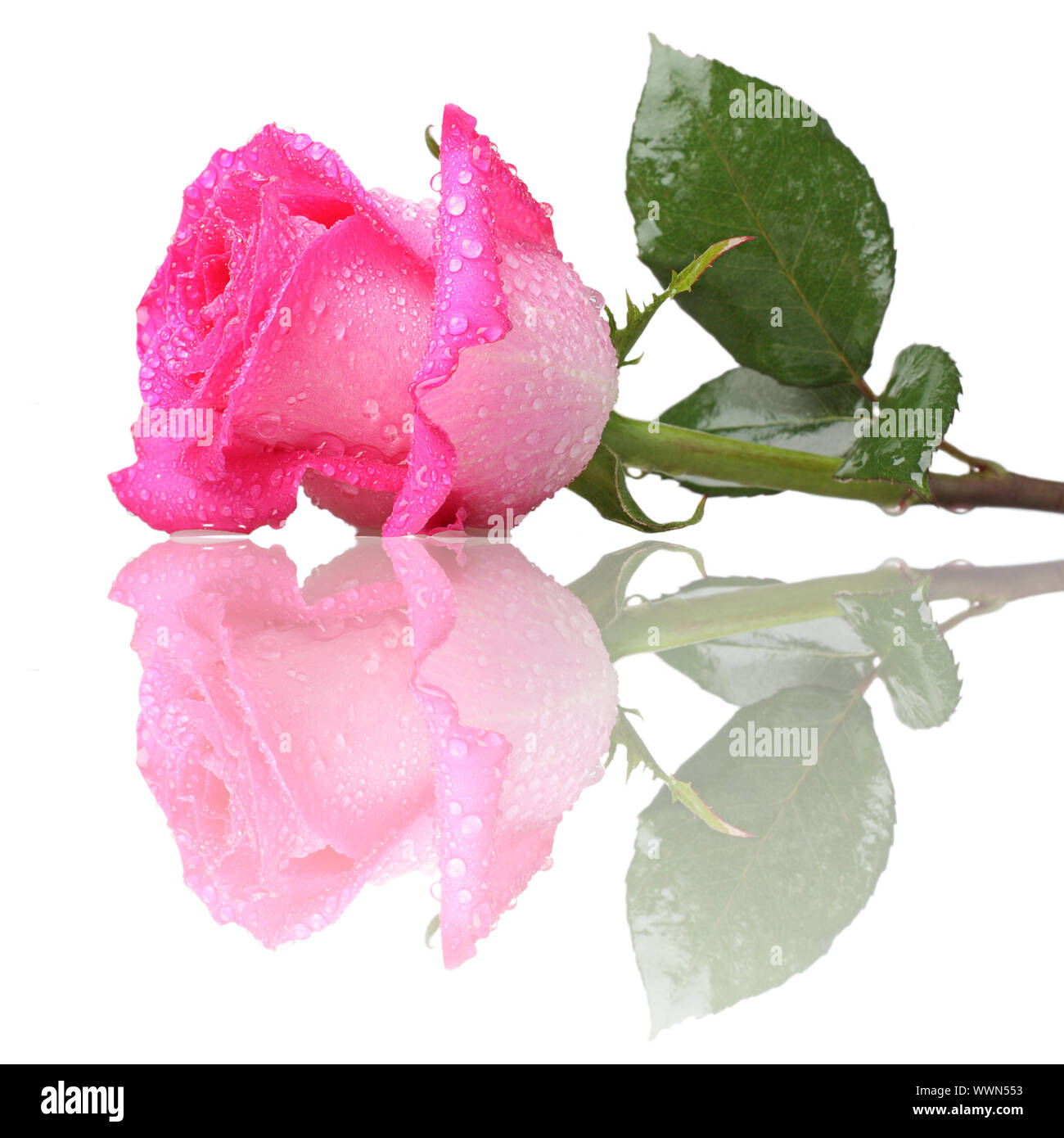Water Drop On Pink Rose