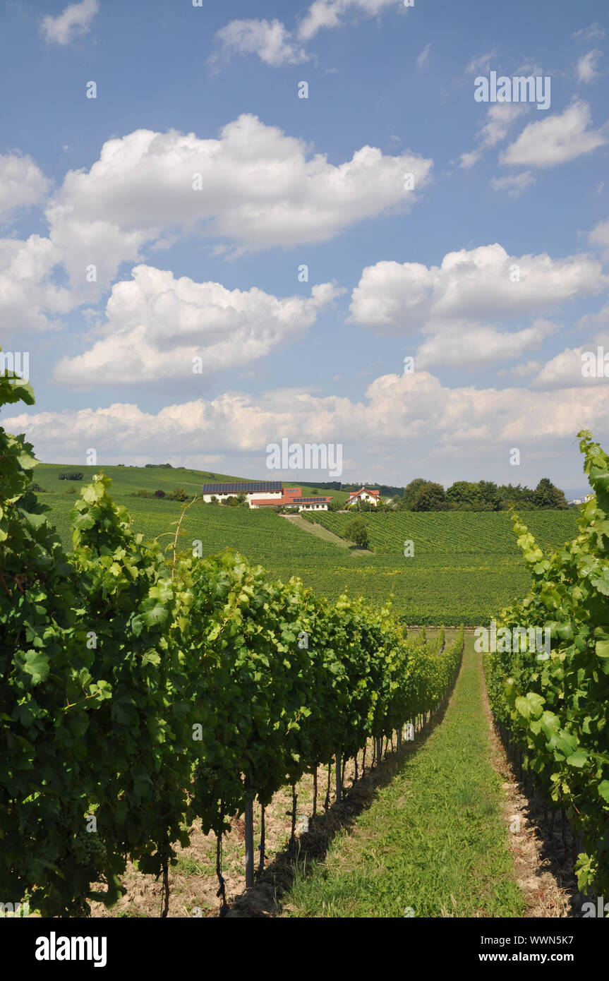 Bodenheim hi-res stock photography and images - Alamy