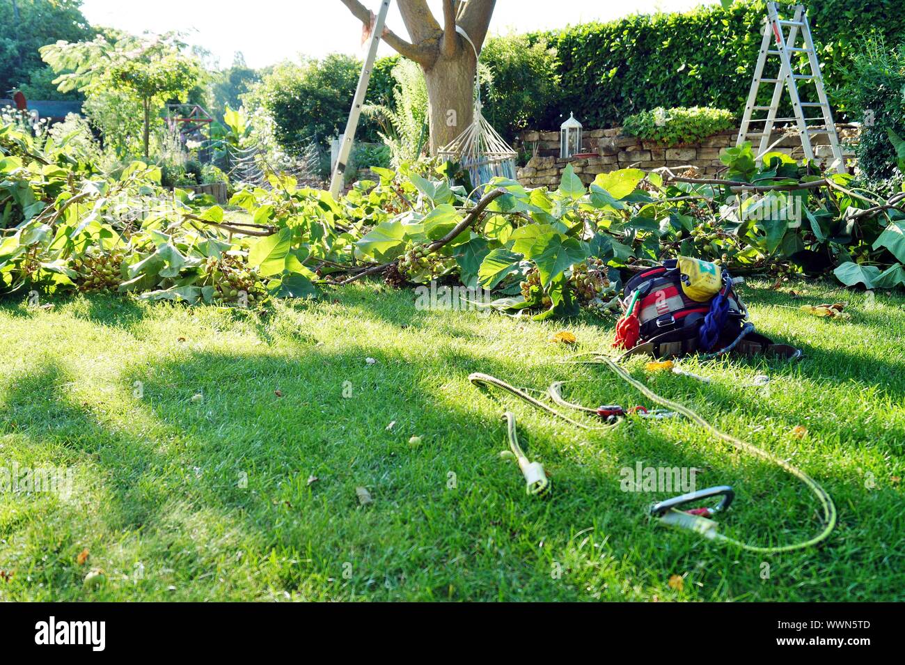 Safety felling technology hi-res stock photography and images - Alamy