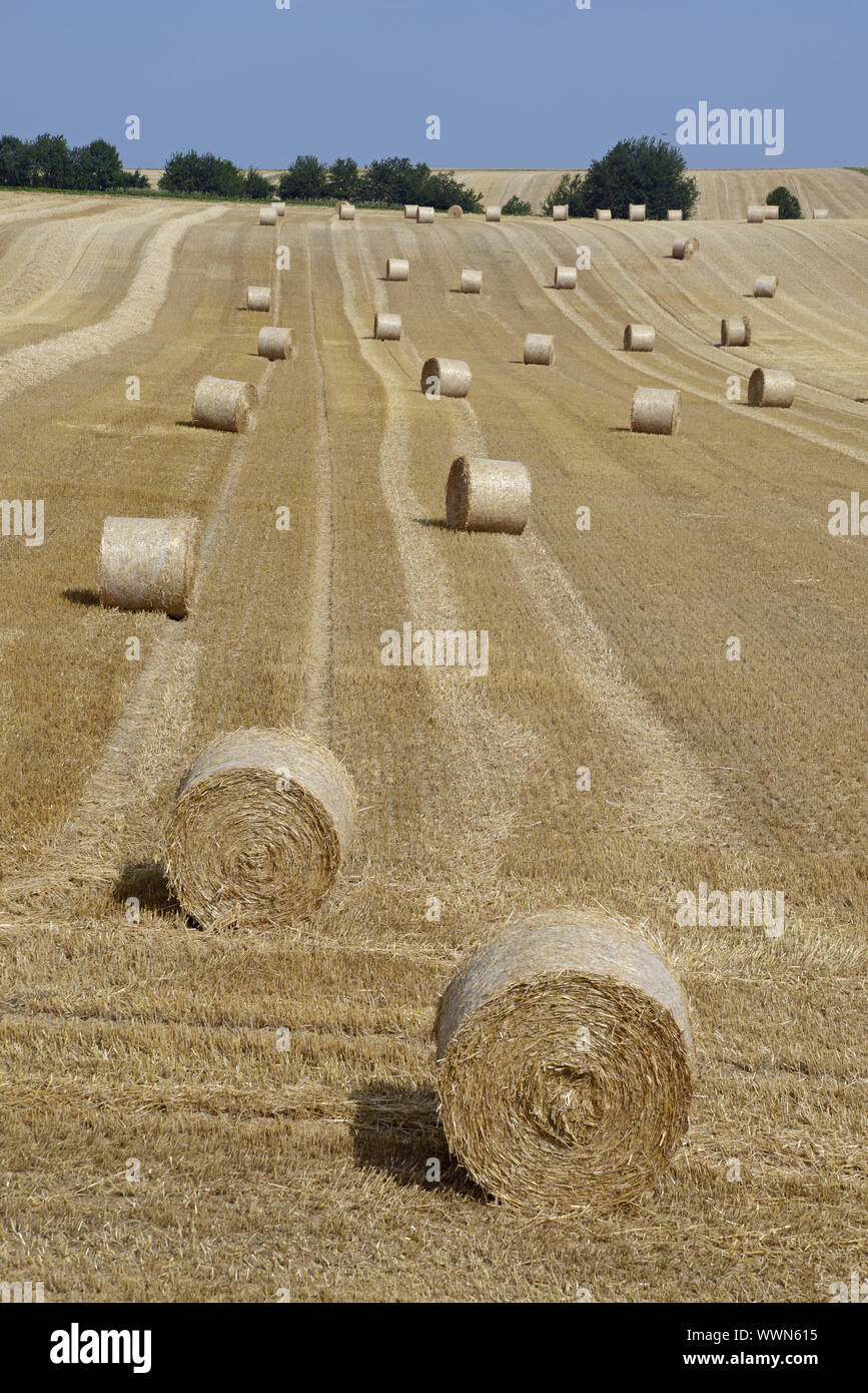 Round bales on a grain field Stock Photo - Alamy