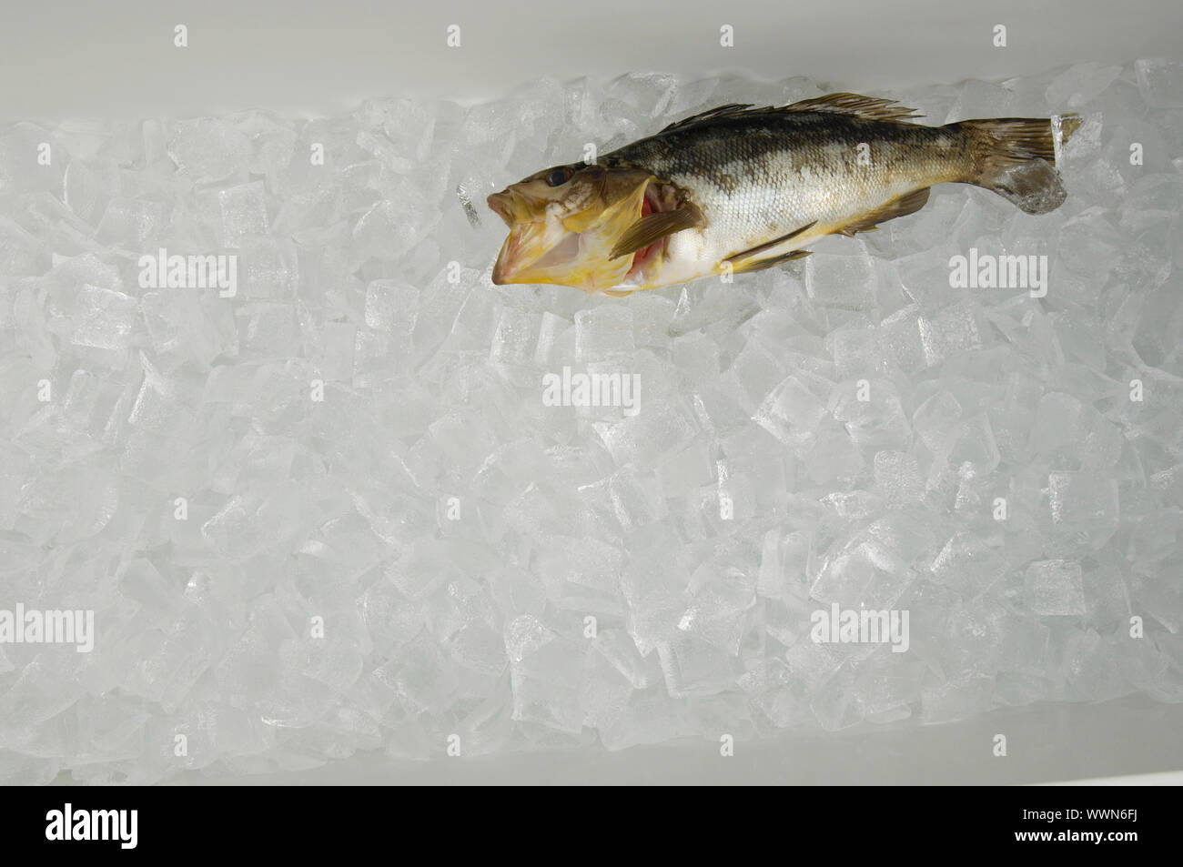 One Fish on Ice Stock Photo - Alamy