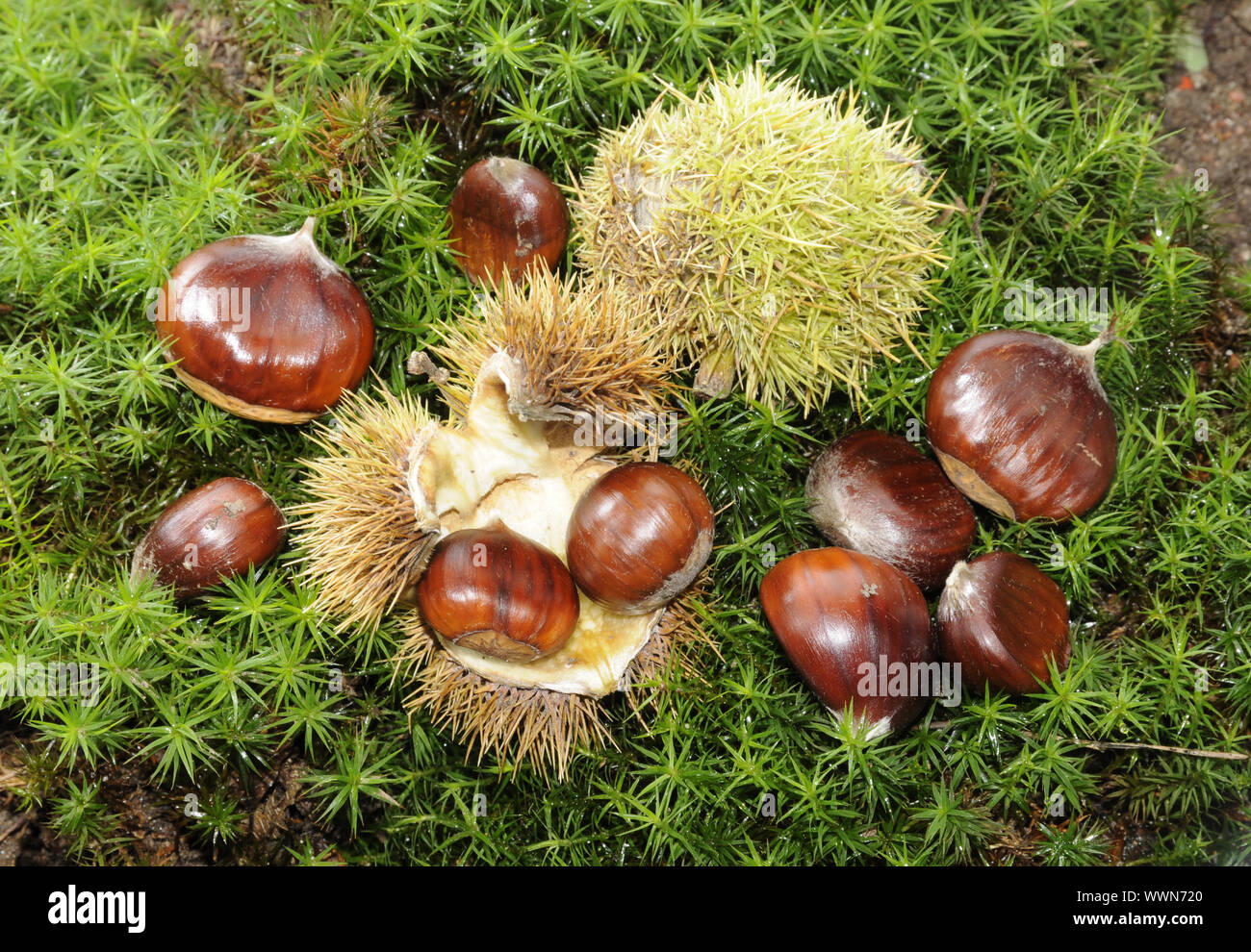 Marroni hi-res stock photography and images - Alamy