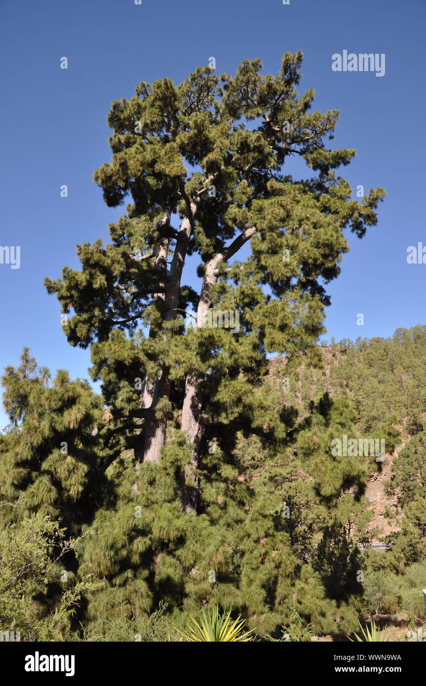 Canary Pine Pinus Canariensis High Resolution Stock Photography and ...