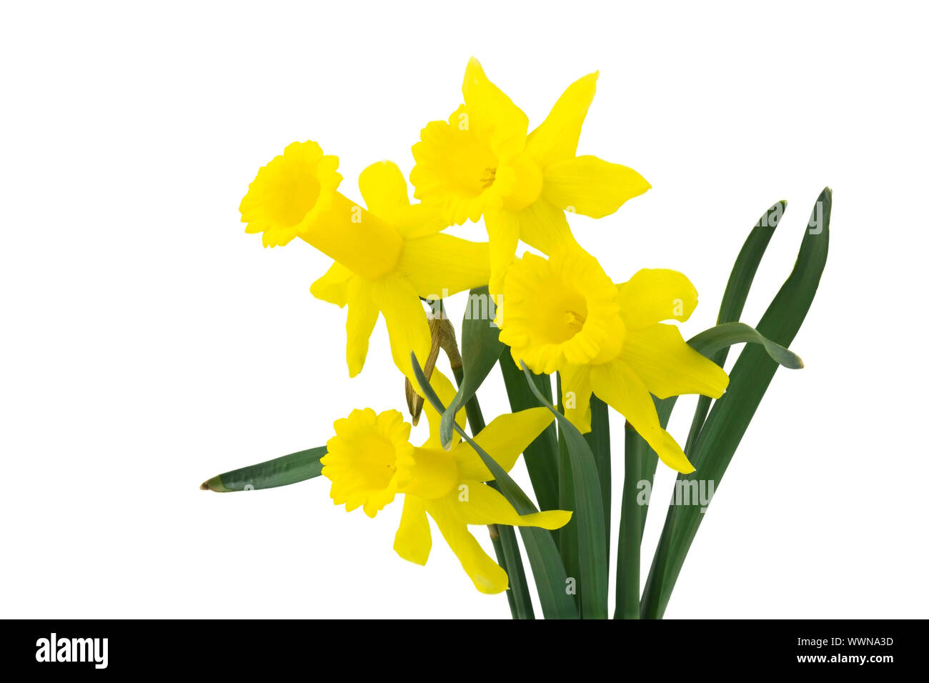 Beautiful bouquet yellow daffodil flowers Cut Out Stock Images ...