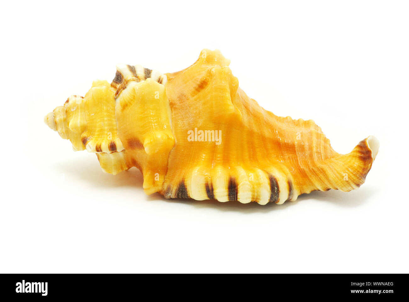 Sea shell isolated on white background Stock Photo - Alamy