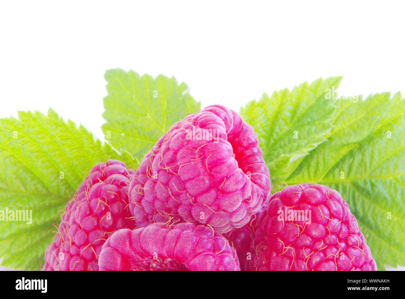 Ripe raspberry isolated on a white background Stock Photo - Alamy