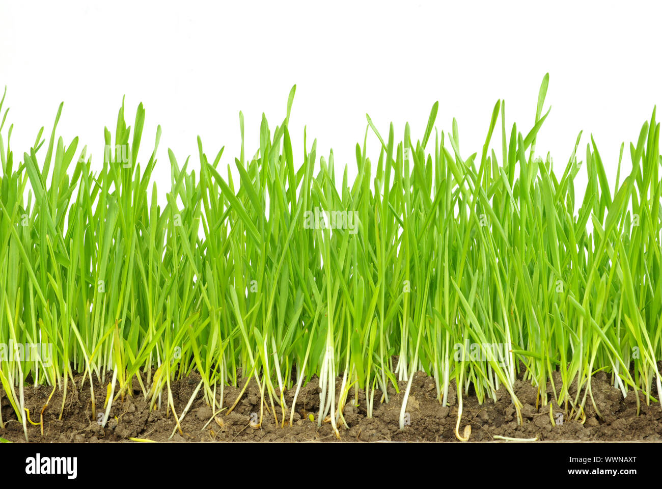 Green grass isolated on white background Stock Photo - Alamy