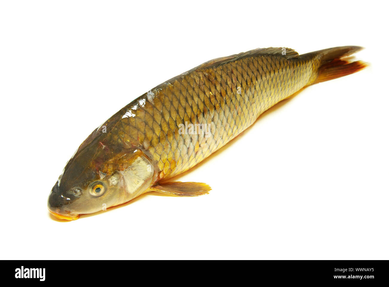 carp isolated on white background Stock Photo - Alamy