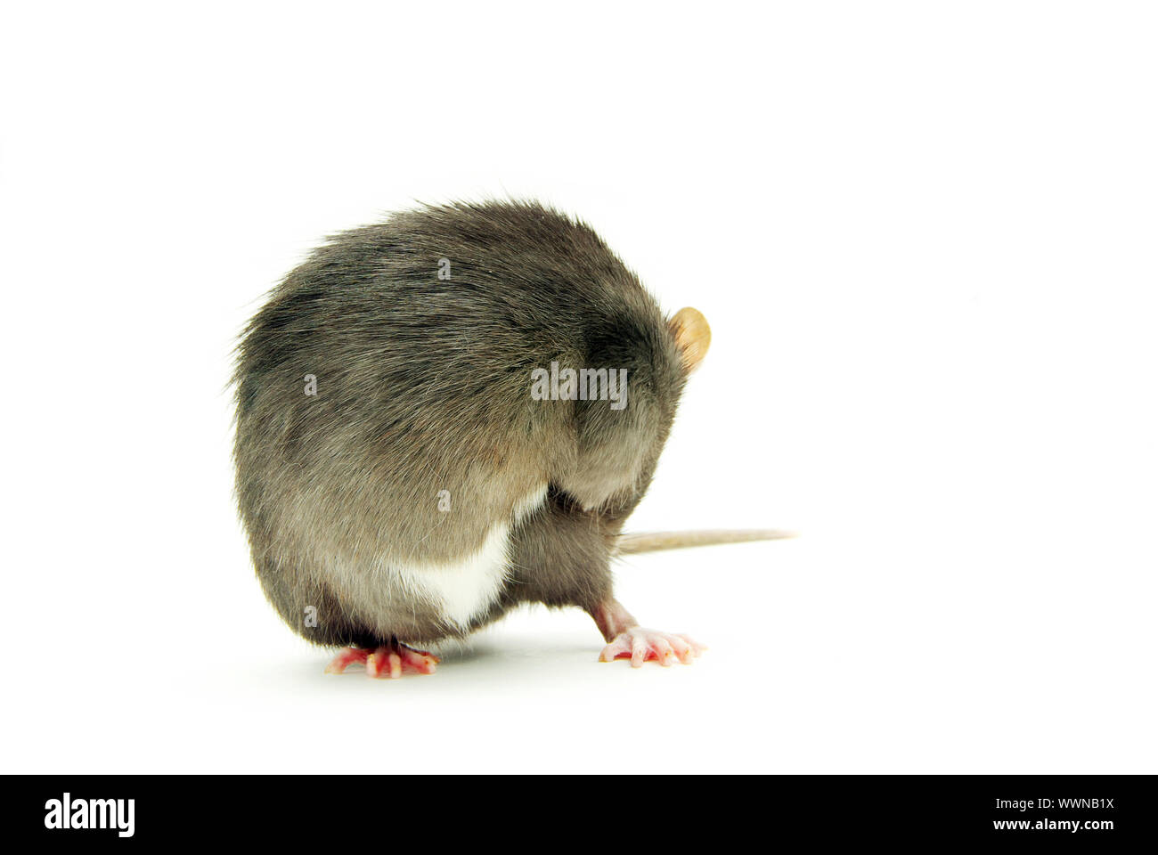 funny rat isolated on white background Stock Photo - Alamy