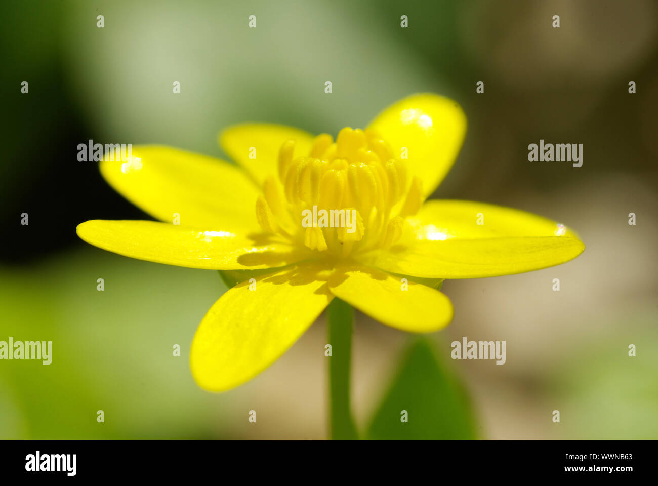 abstract yellow flowers on field Stock Photo - Alamy