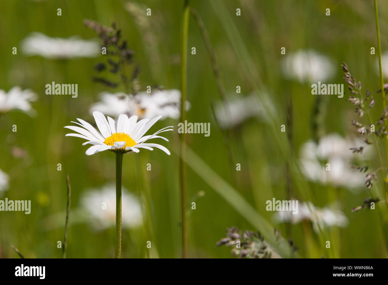 Summer meadow wild lean hi-res stock photography and images - Alamy