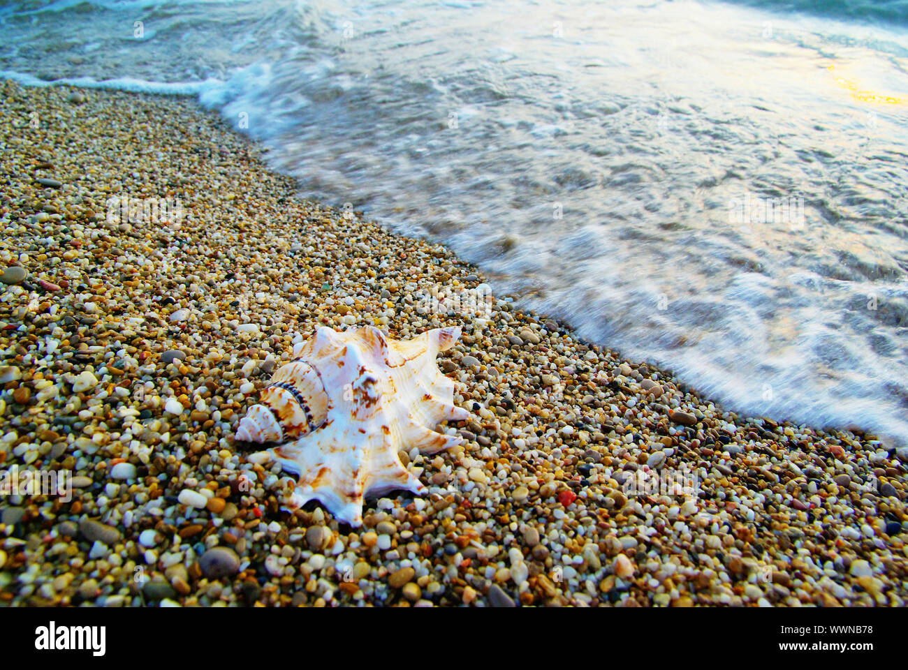 Conch shell on beach with waves Stock Photo - Alamy