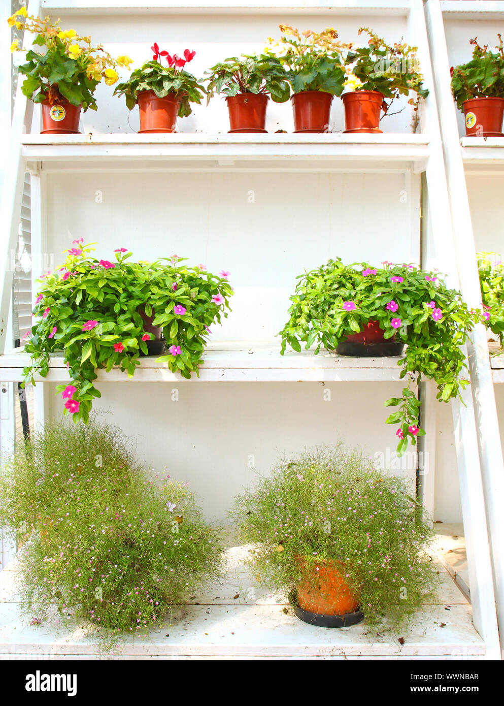 plants and flowers on white shelf Stock Photo - Alamy