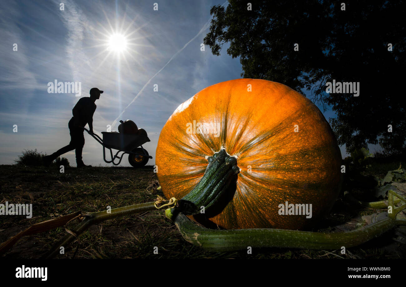 Farmer Tom Hoggard harvests pumpkins at Howe Bridge Farm in Yorkshire ...
