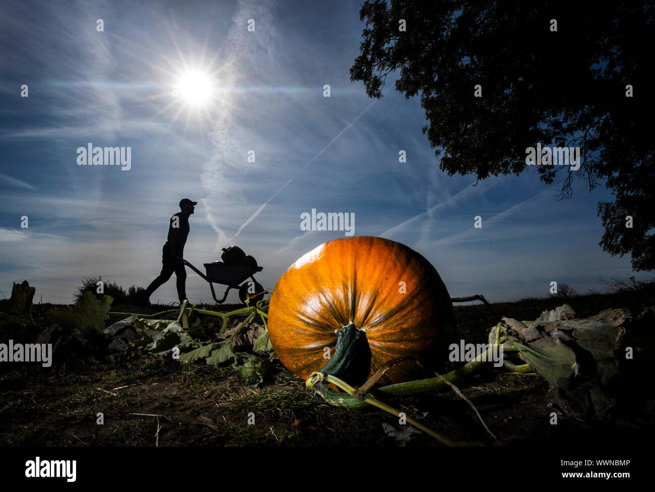 Farmer Tom Hoggard harvests pumpkins at Howe Bridge Farm in Yorkshire ...