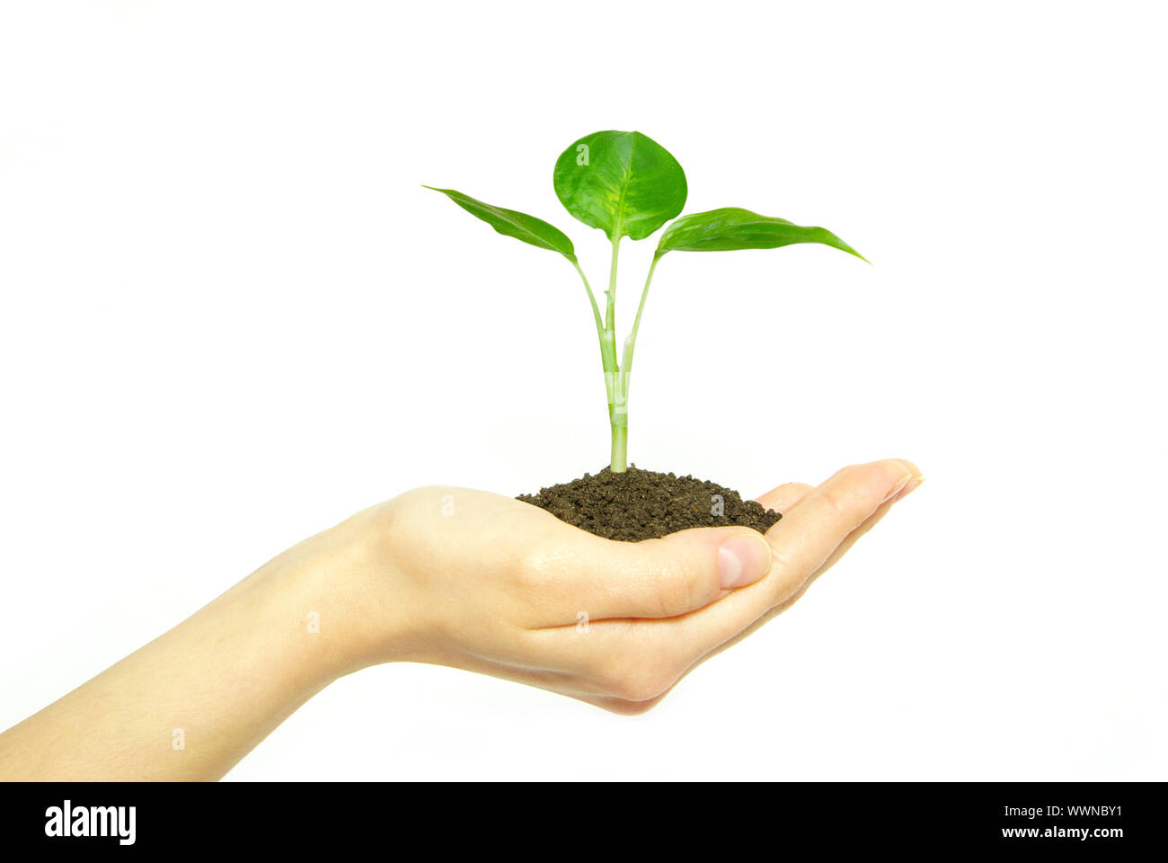 Hands holding sapling in soil on white Stock Photo - Alamy