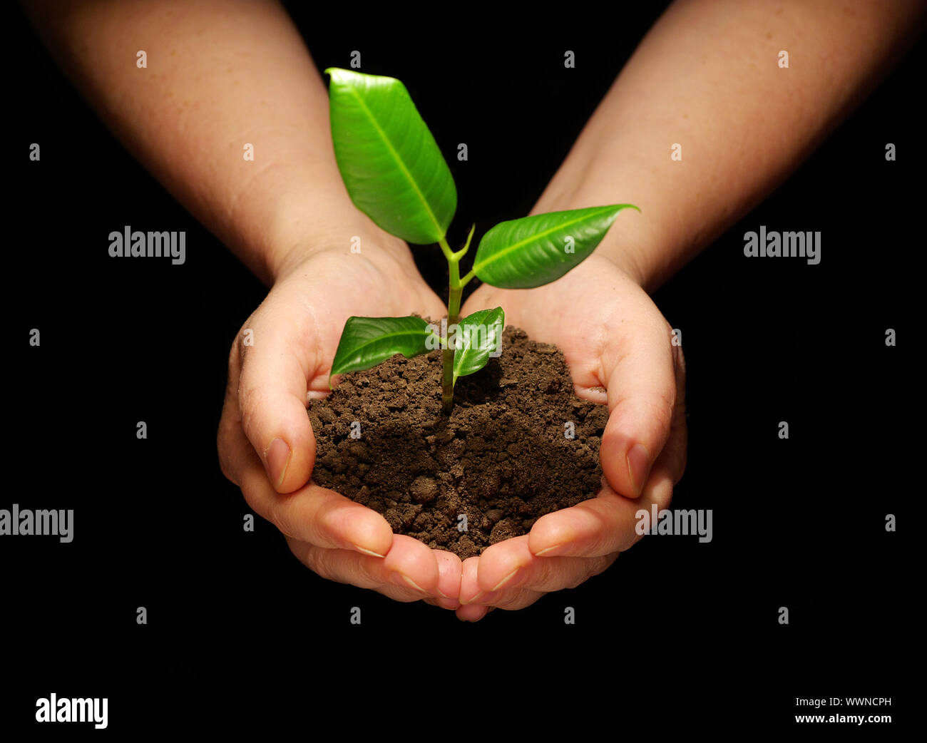 Hands holding sapling in soil on black Stock Photo - Alamy