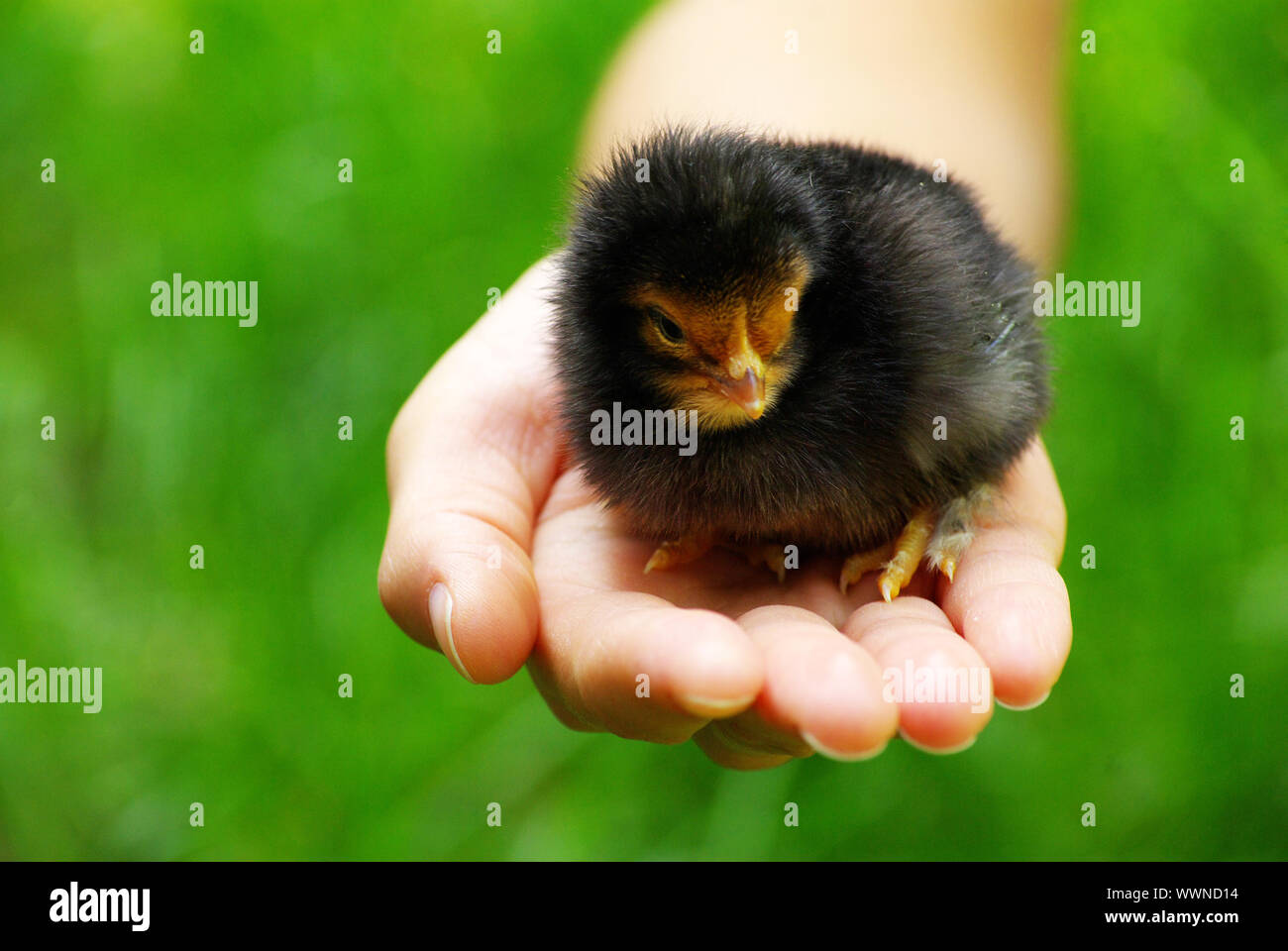 Hand hold caring for a small chicken Stock Photo - Alamy