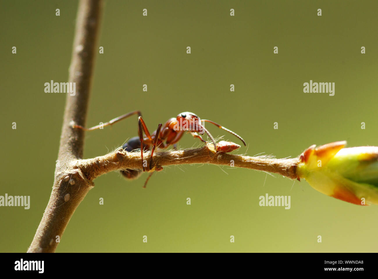 a photo of red ants closeup Stock Photo - Alamy